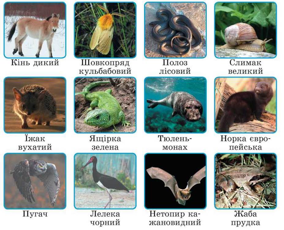 Тварини, занесені до Червоної книги України